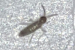 Where Do Springtails Come From - What's That Bug?