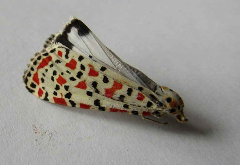 Tiger Moth: All You Need To Know In A Nutshell - What's That Bug?