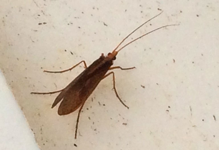 Caddisfly Life Cycle: A Fascinating Journey From Larva To Adult - What ...