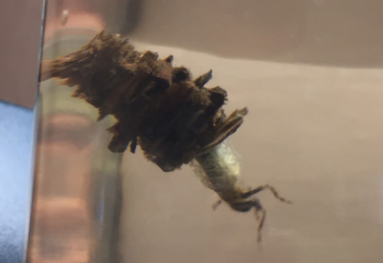 Identifying Caddisfly Larvae: Key Features And Habitat Information ...