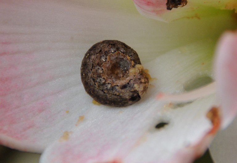 Cutworm Life Cycle: A Concise Guide To Understanding These Garden Pests ...