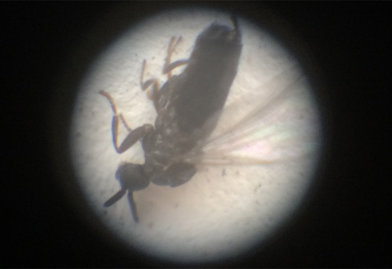 March Fly: All You Need To Know For A Bite-Free Summer - What's That Bug?