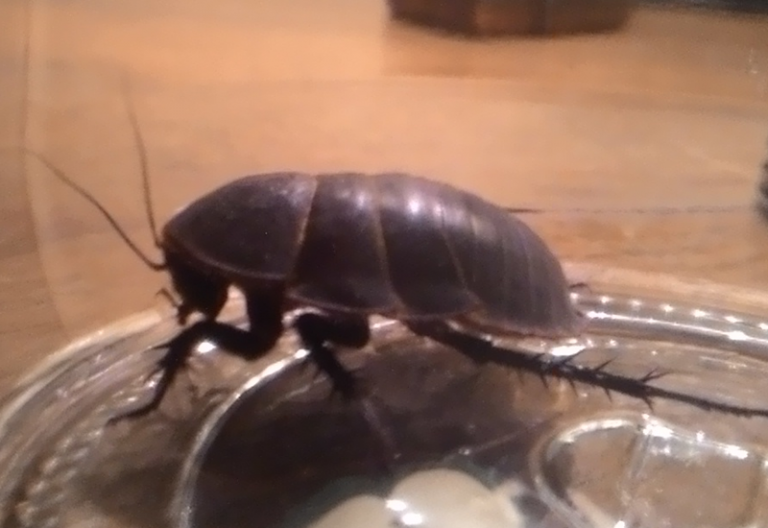 Bugs That Look Like Cockroaches: Surprising Mimics To Watch Out For ...