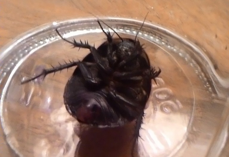 Bugs That Look Like Cockroaches: Surprising Mimics To Watch Out For ...