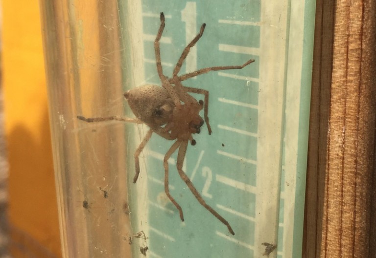 Huntsman Spider Vs Wolf Spider: Who Will Win? - What's That Bug?