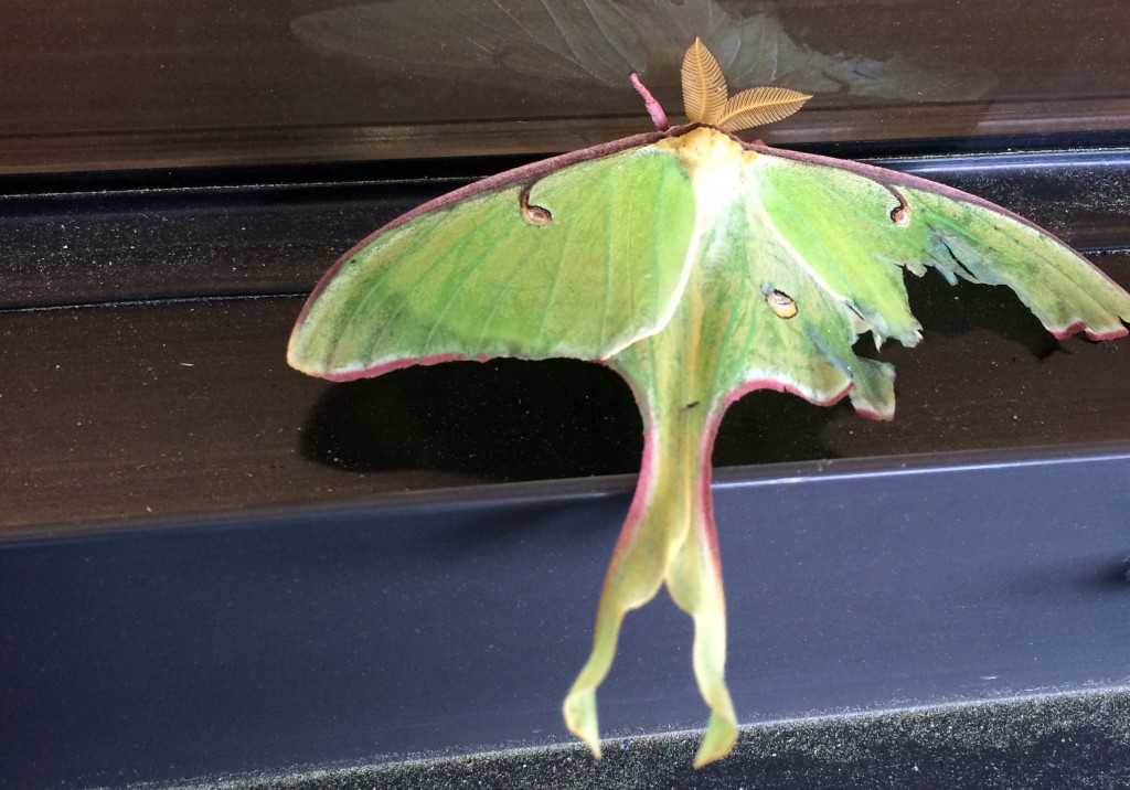 Luna Moth Meaning: All You Need To Know For A Fascinating Insight ...