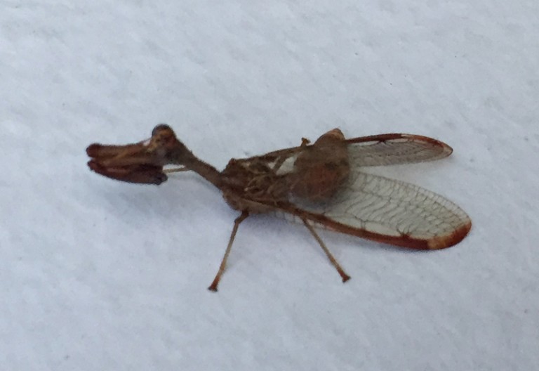 Understanding The Mantisfly: Essential Facts And Insights - What's That ...