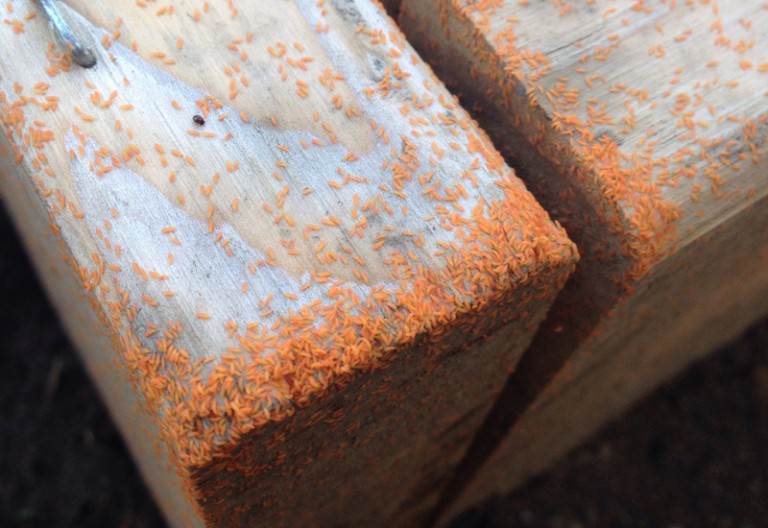 Tiny Bugs That Jump When You Try To Kill Them May Be Springtails ...