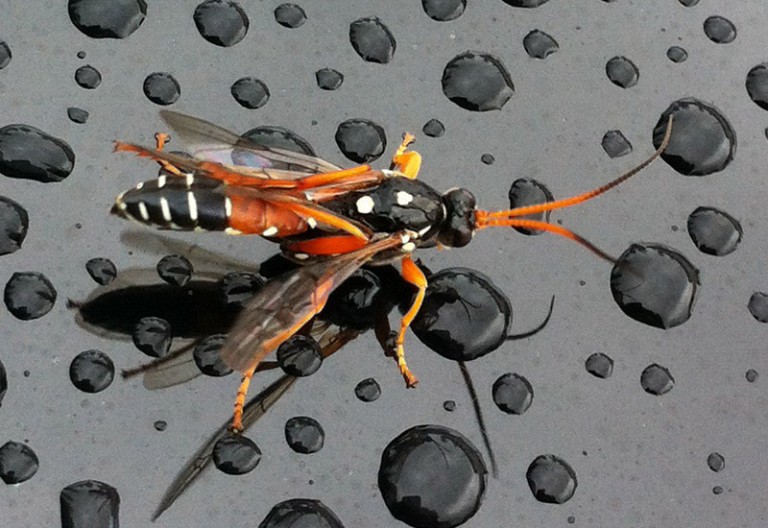 Parasitoid Wasp: All You Need To Know In A Nutshell - What's That Bug?