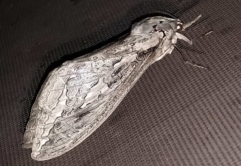 Rain Moth: All You Need to Know for a Fascinating Discovery - What's ...
