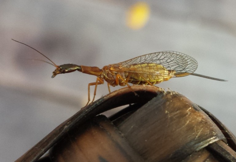 Snakefly - All You Need To Know - What's That Bug?