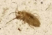 Where Do Springtails Come From - What's That Bug?