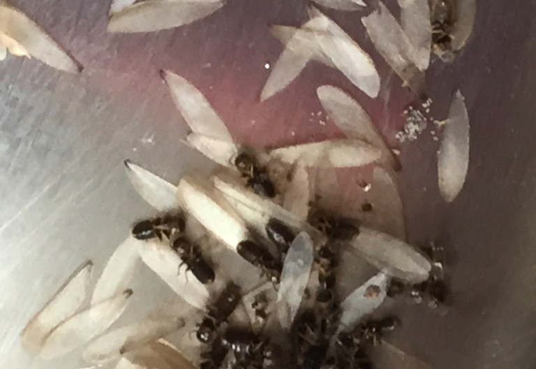 Can I Eat Flying Termites? Shocking But Delicious! - What's That Bug?