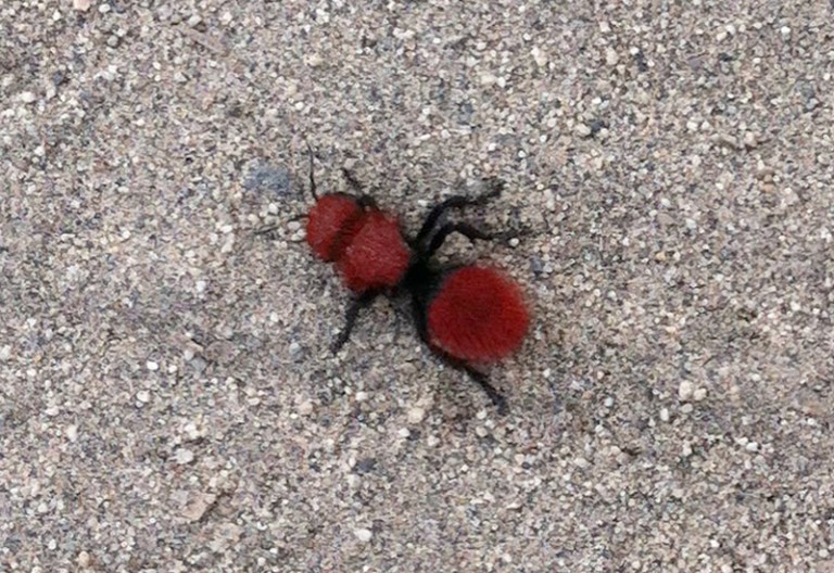 What Is A Cow Killer? Why Are Red Velvet Ants Called So? - What's That Bug?