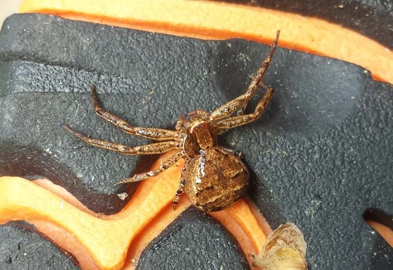 Crab Spiders In Colorado: What To Do And How To Coexist Safely - What's ...