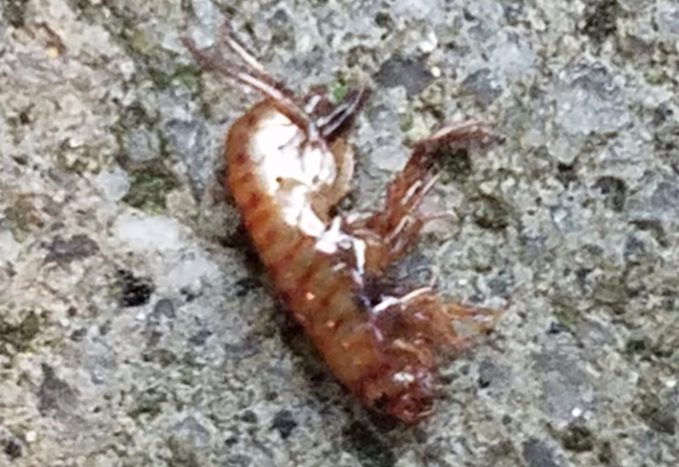 How to Get Rid of Lawn Shrimp: Efficient Solutions for a Pest-Free ...