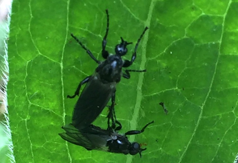 March Fly: All You Need To Know For A Bite-Free Summer - What's That Bug?