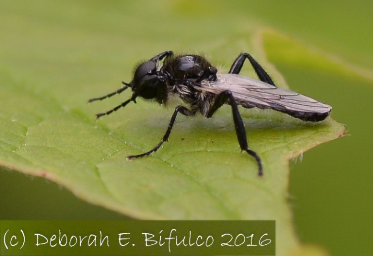 How To Get Rid Of March Flies: Quick And Effective Tips - What's That Bug?