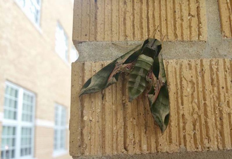 Pandora Sphinx Moth: Essential Facts And Insights - What's That Bug?