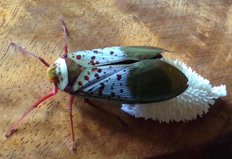 How To Get Rid Of Plant Hoppers: 5 Tested Methods - What's That Bug?