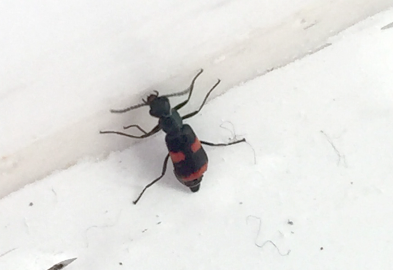 Flower Beetle: All You Need To Know In A Nutshell - What's That Bug?