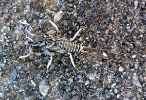 Mayfly vs Stonefly: Unraveling the Key Differences - What's That Bug?