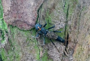 Mayfly vs Stonefly: Unraveling the Key Differences - What's That Bug?
