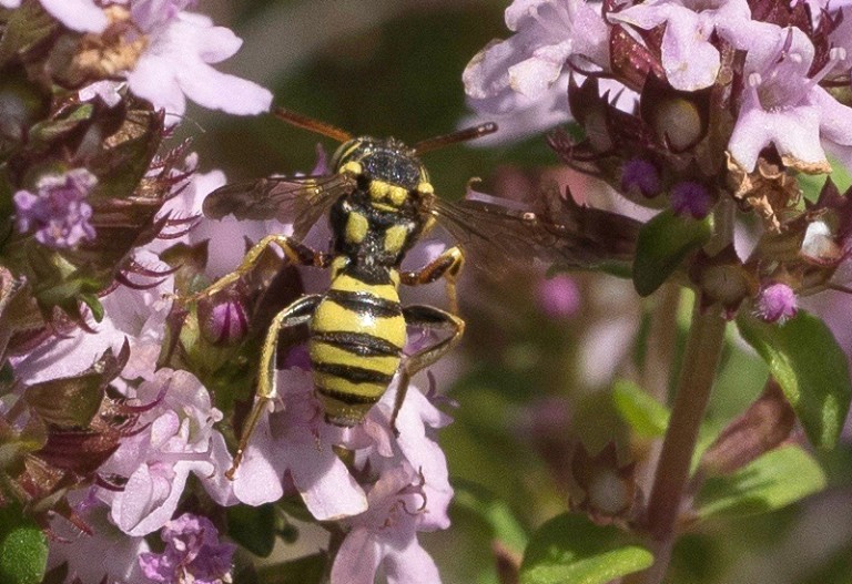 Cuckoo Bee: All You Need To Know In A Nutshell - What's That Bug?