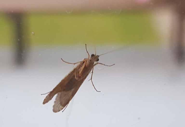 Caddisfly Life Cycle: A Fascinating Journey From Larva To Adult - What ...