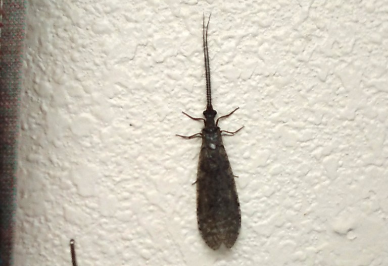 Dobsonfly Guide: Everything You Need To Know - What's That Bug?