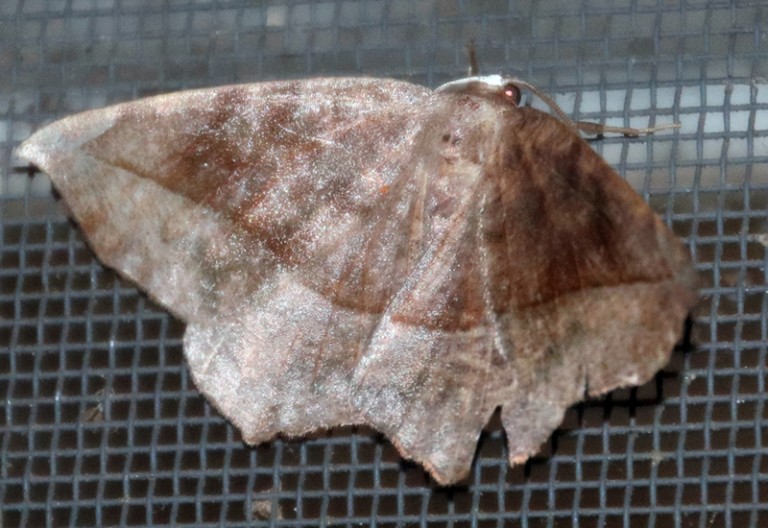 Geometer Moth: All You Need To Know In A Quick Guide - What's That Bug?