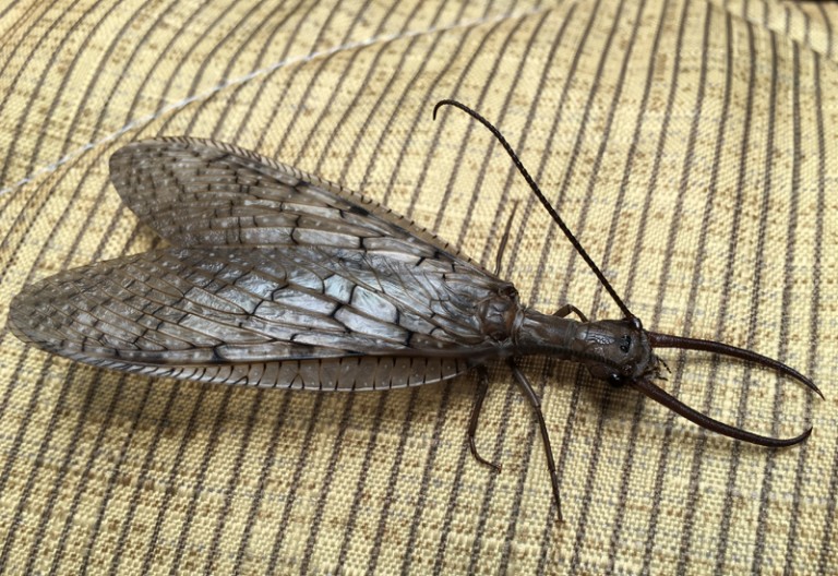 Are Dobsonfly Dangerous? How To Get Rid Of Dobsonflies? - What's That Bug?