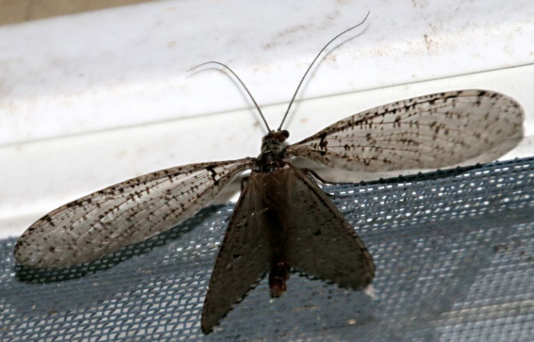 Discover What Eats Mayflies: Exploring the Predators in Nature