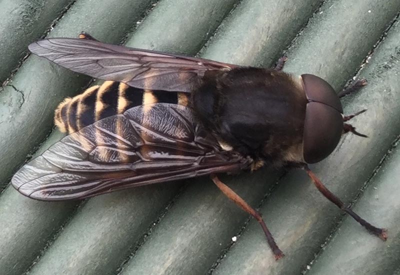 Male Dark Giant Horse Fly From The UK What s That Bug Male Dark Giant Horse Fly From The UK What s That Bug