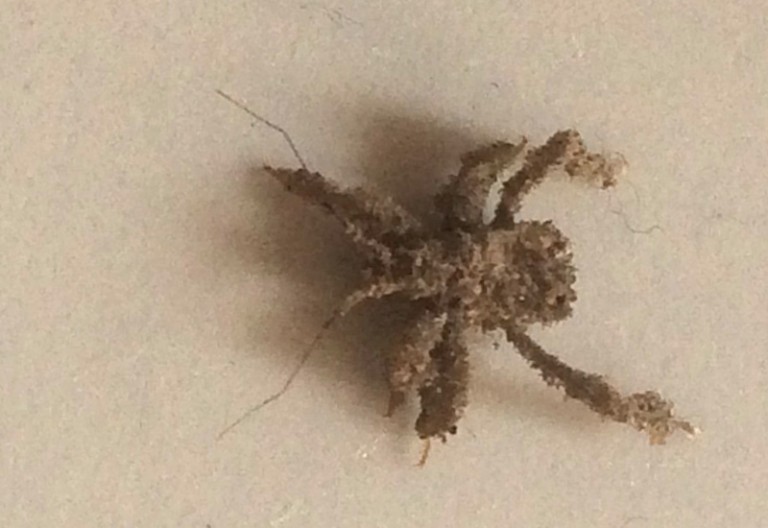 Do Masked Hunter Bugs Fly? Uncovering The Mystery - What's That Bug?