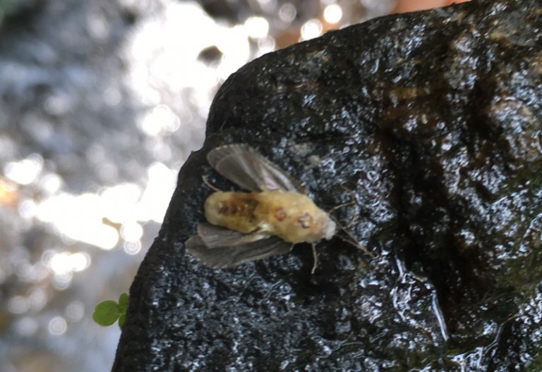 Black Fly: All You Need To Know For A Bug-Free Summer - What's That Bug?