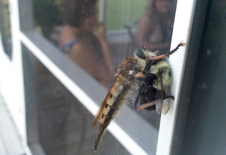 Do Bumble Bees Have Stingers? The Quick And Surprising Answer - What's ...