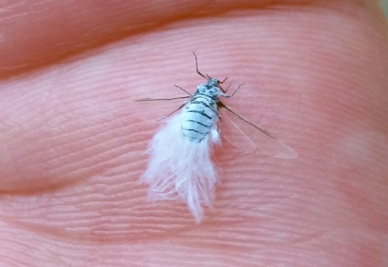 How To Get Rid Of Wooly Aphids Naturally? Helpful Tips - What's That Bug?