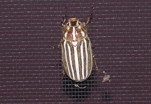 Are June Beetles Blind? Uncovering The Mystery Of Their Vision - What's ...