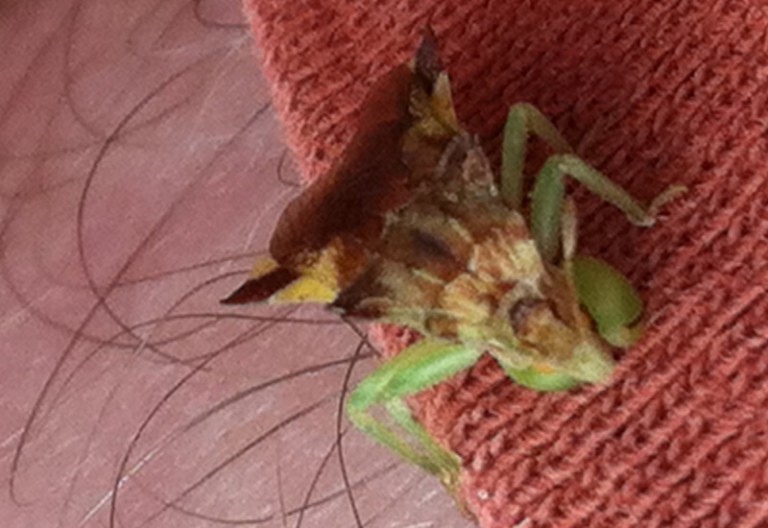 Ambush Bugs: All You Need To Know For A Bug-Savvy Backyard - What's ...