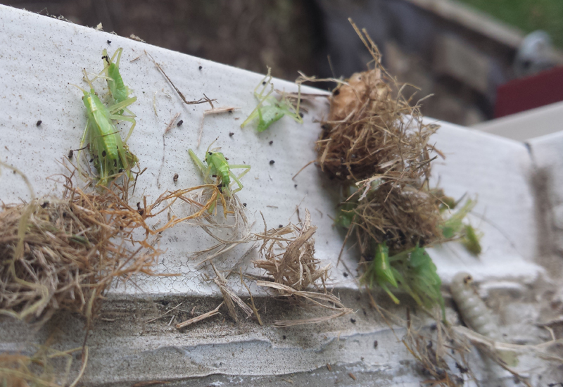 How To Get Rid Of Grass Carrying Wasp Nests How To Get Rid Of Grass Carrying Wasp Nests