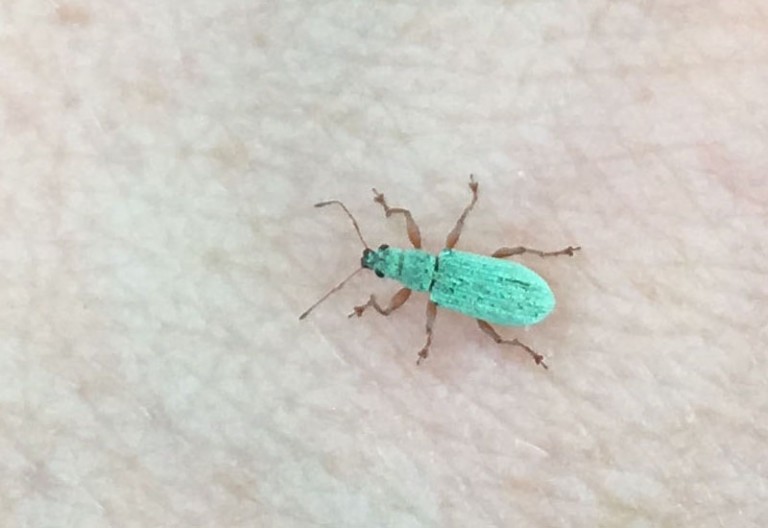 Weevils: All You Need To Know: A Comprehensive Guide For The Curious ...