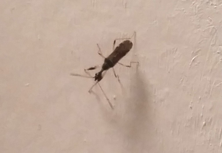 Do Seed Bugs Bite? Truth Revealed - What's That Bug?