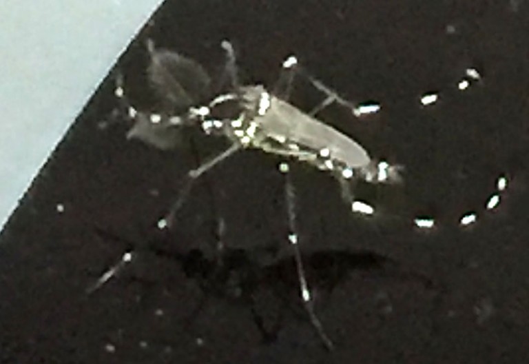 Asian Tiger Mosquito: Essential Facts And Tips - What's That Bug?