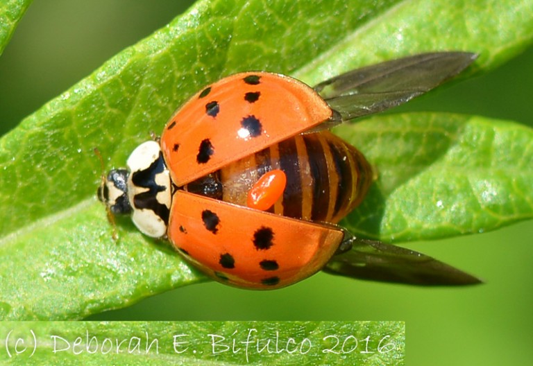 Unraveling The Facts: Do Ladybugs Pee And Why Does It Smell? - What's ...