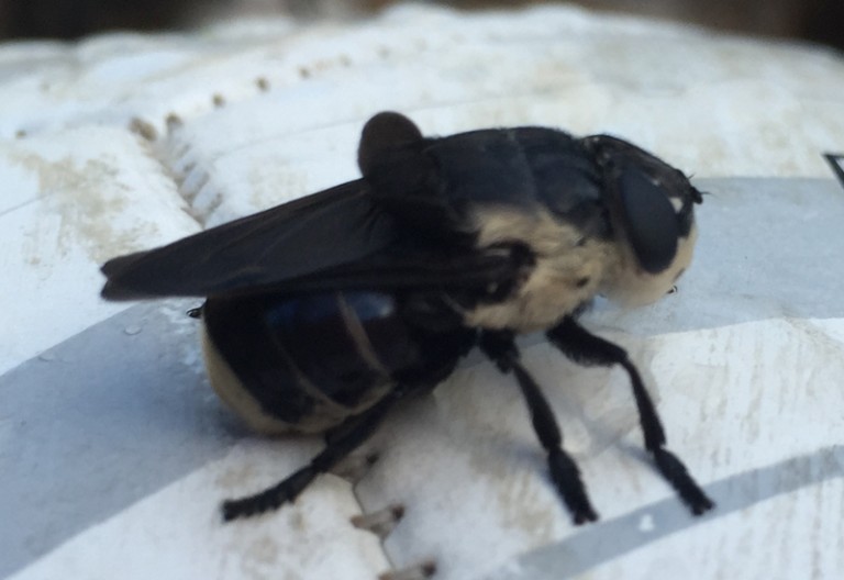 Bot Flies In Squirrels: What To Do - A Quick Guide For Worried Wildlife ...