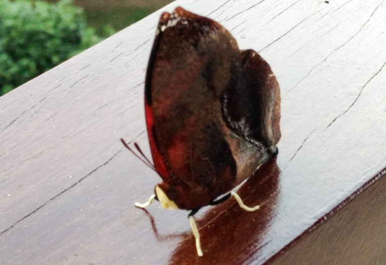 Leafwing: All You Need To Know In A Quick Guide - What's That Bug?