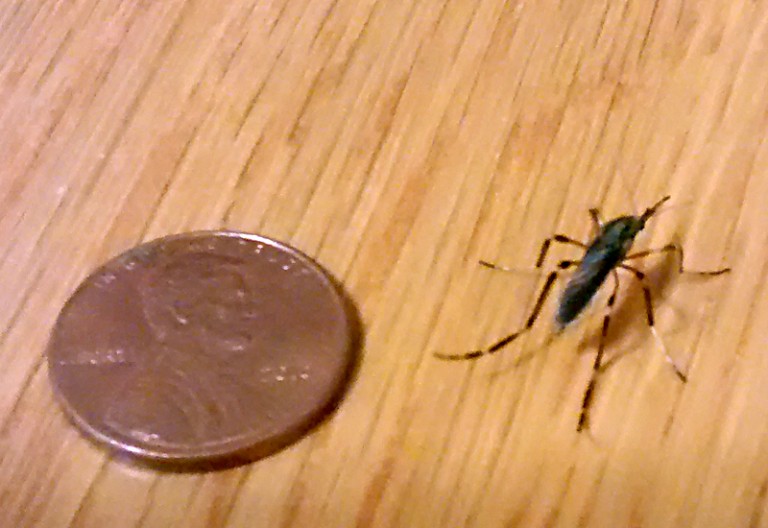 Gallinipper: All You Need To Know – Quick Facts And Prevention Tips ...