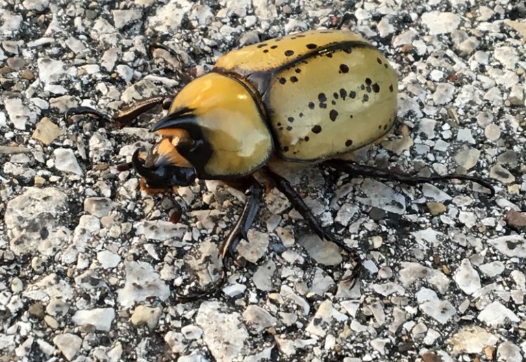 Essential Facts About The Scarab Beetle: A Quick Guide - What's That Bug?