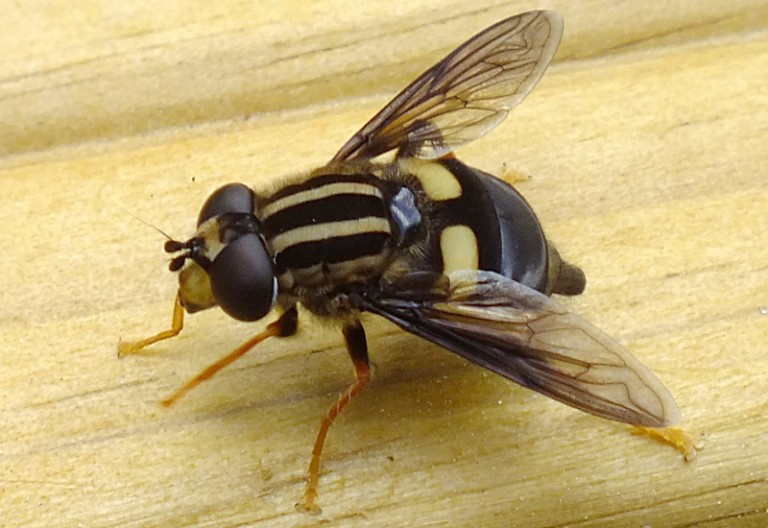 Do Hoverflies Sting Like Sweat Bees? - What's That Bug?